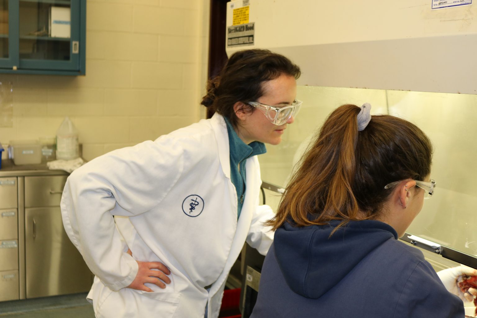 Undergraduate Opportunities | Connecticut Veterinary Medical Diagnostic ...