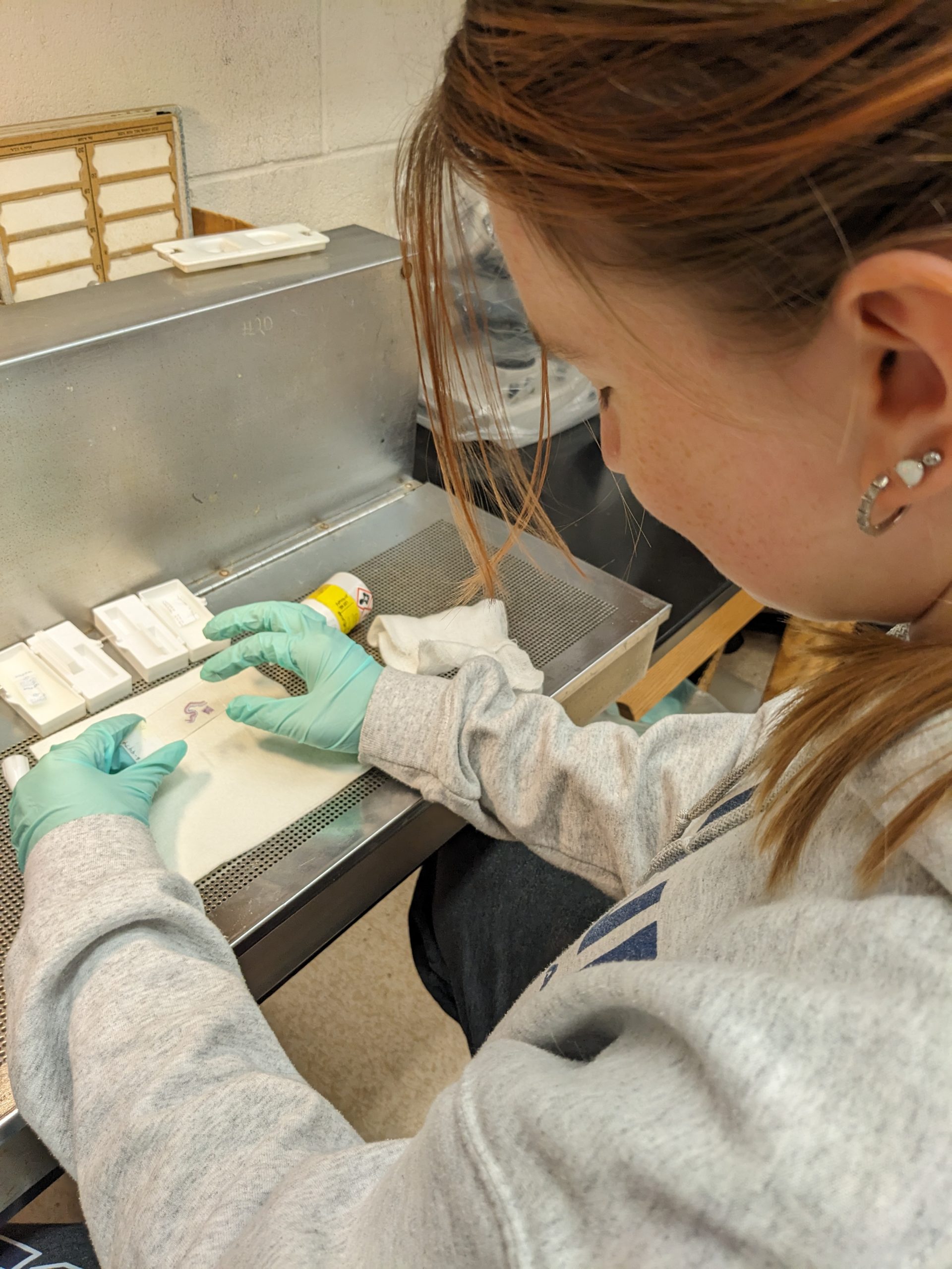 Undergraduate Opportunities | Connecticut Veterinary Medical Diagnostic ...
